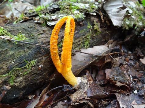 東京きのこ同好会 ： サンコタケ
