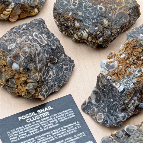 Fossil Snail Clusters
