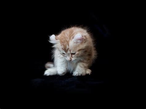 Хайлендер (Хайленд линкс): описание породы кошек с фото и видео