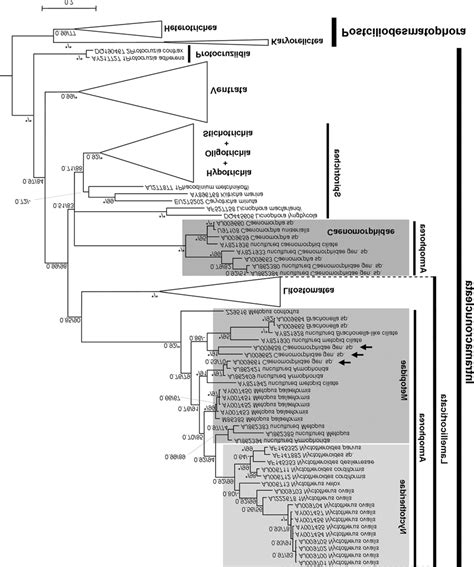 Biml Tree Hypothesized From The Secondary Structure Alignment Lnl