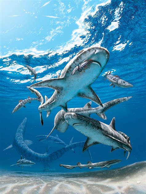 Extinct Mackerel Shark