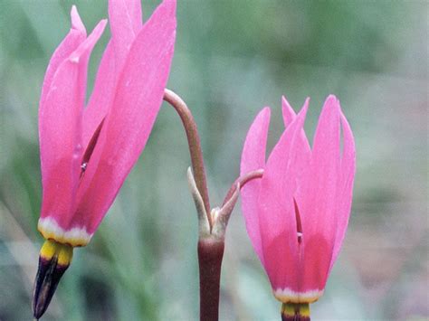 Botanical Sex Alluring Adaptations Britannica