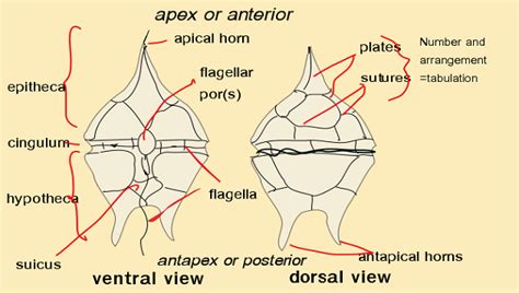 Dinoflagellates Definition Characteristics And Examples Lesson