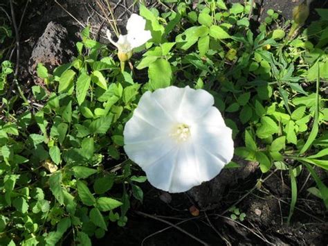 Operculina Pinnatifida Picturethis