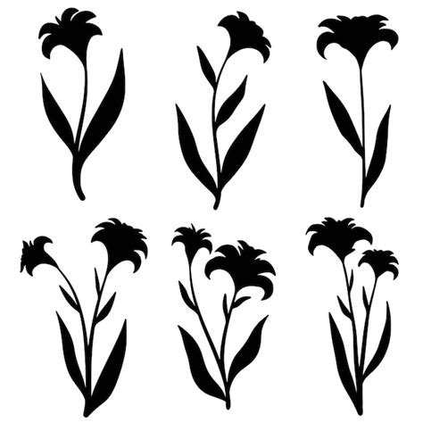 Lily Collection Vector Premium Vector