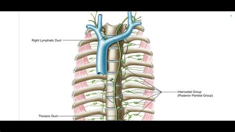 Atlas Of Vascular Anatomy By Uflacker ‎mamdouh Mahfouz 4 Youtube