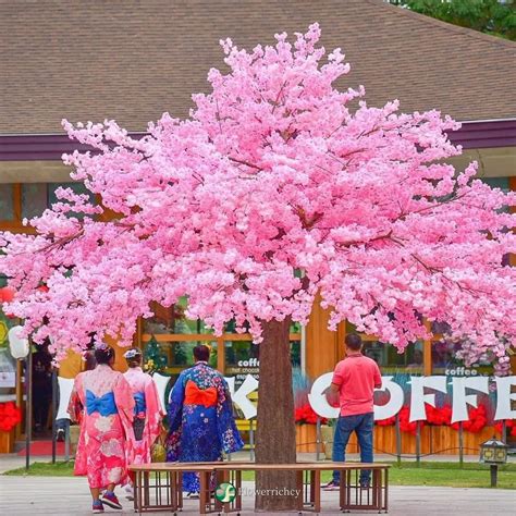 ต้นซากุระ Hinoki Land ไชยปราการ เชียงใหม่