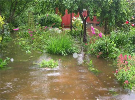 Caring For Your Garden After The Flood