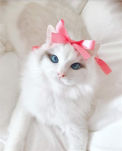 So Cute Cat R Cats