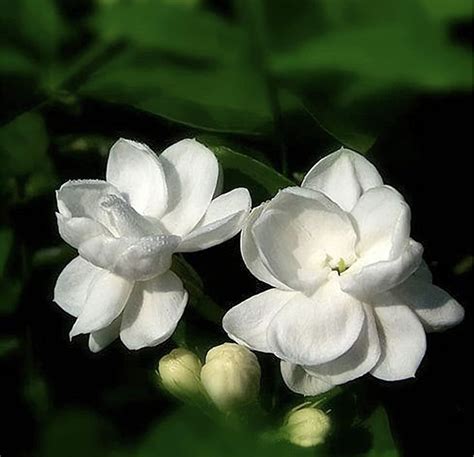 Fragrant Jasmine Sambac Plant
