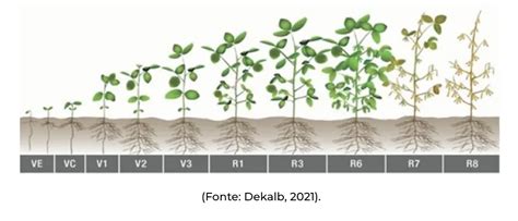 Entenda Tudo Sobre A Fenologia Da Soja