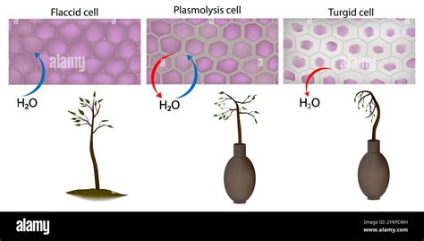 Flaccid Cell Turgid Cell And Plasmolysis Cell Osmosis And Plant