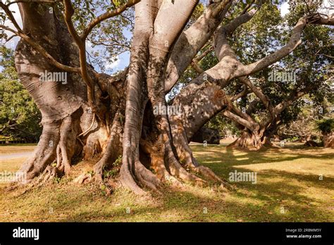 A Giant Ficus Macrophylla Fig Tree With Branching Branches Near The