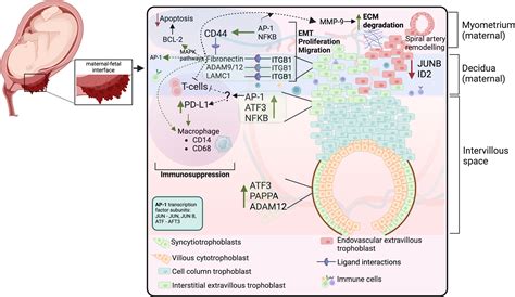 Spatial Proteomics And Transcriptomics Of The Maternal Fetal Interface