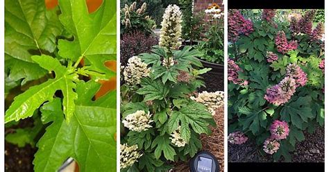 Ruby Slippers Oakleaf Hydrangea Album On Imgur
