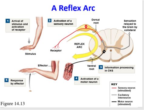 Teas Reflexis And Reflec Arc Flashcards Quizlet