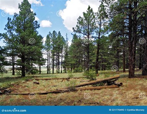 Kendrick Park Watchable Wildlife Trail In Coconino National Forest