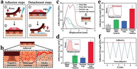 A Schematic Diagram Of The Controlled Adhesion And Detachment Cycle Of