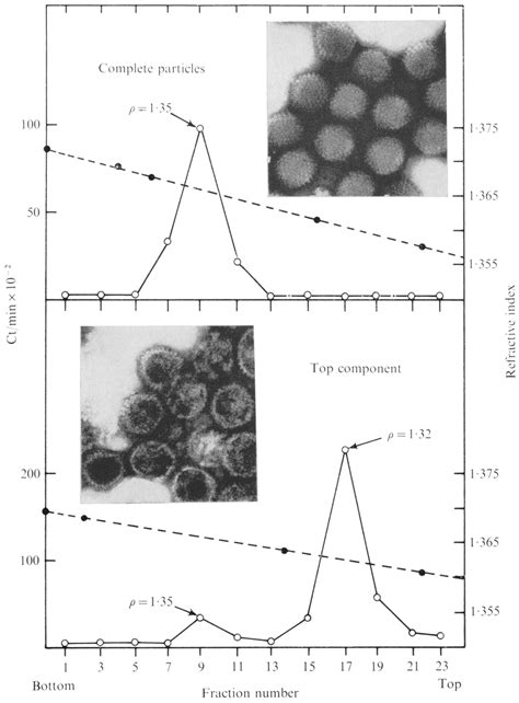 Distribution Of Radioactivities In Equilibrium Caesium Chloride Density