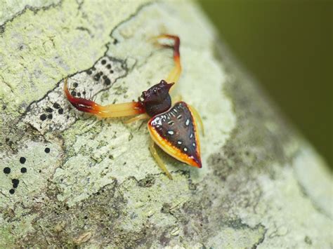Arkys Cornutus Horned Triangular Spider Ausemade