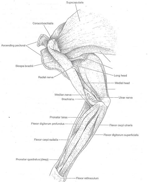 Figure 3 7 Cat Dissection Diagram Quizlet