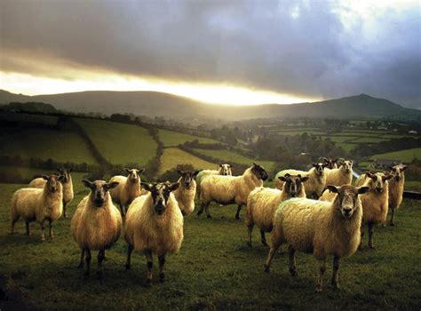 Photo Insight With Cathal Mcnaughton Sheep Amateur Photographer