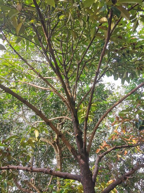 Buat Teknik Pruning Ini Kalau Pokok Tak Berbuah Lebat, Hasilnya Cukup Lumayan! | Daily Makan