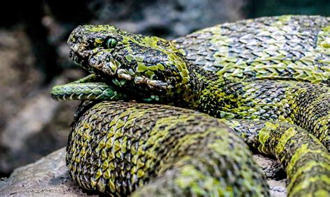 Mangshan Pit Viper Los Angeles Zoo And Botanical Gardens
