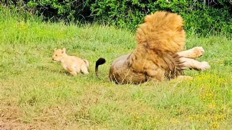 Naughty Lion Cubs Bother Dad Trying To Sleep