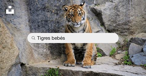 Imágenes De Tigres Bebes Descarga Imágenes Gratuitas En Unsplash