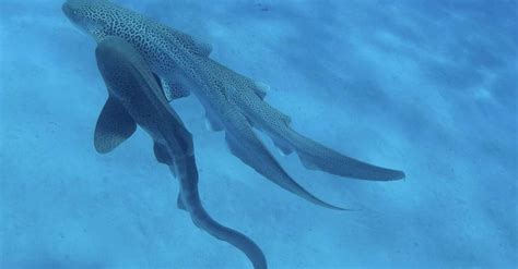 Whale Shark Sex Detectives Uncover Vital Clue To Reproduction Oceanographic