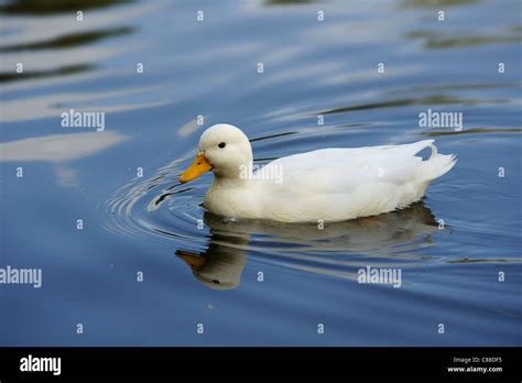White Duck In Water
