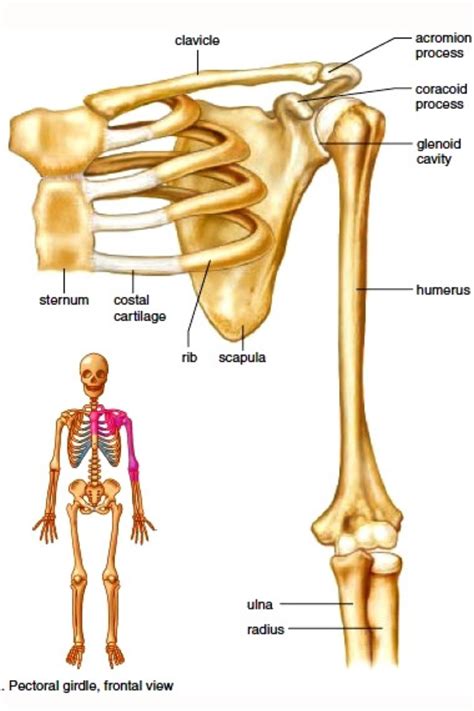 Pectoral Girdle Anatomy Bones Muscles Function Diagram
