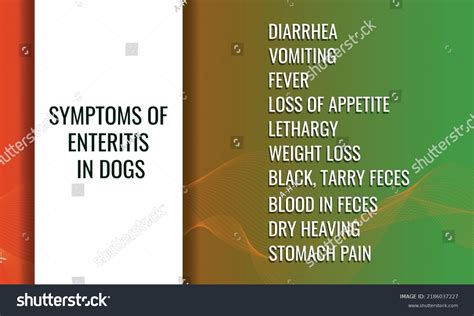 Symptoms Enteritis Dogs Vector Illustration Medical Stock Vector