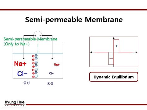 Nerve Cell Membrane Nerve Cell 25 Um Up