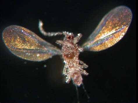 Pseudococcus Maritimus Bugguidenet