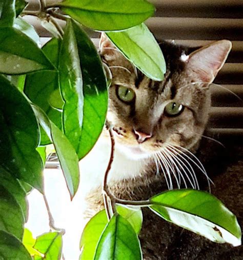 12 Interesting Facts About Black Tabby Cats Persian Cat Corner