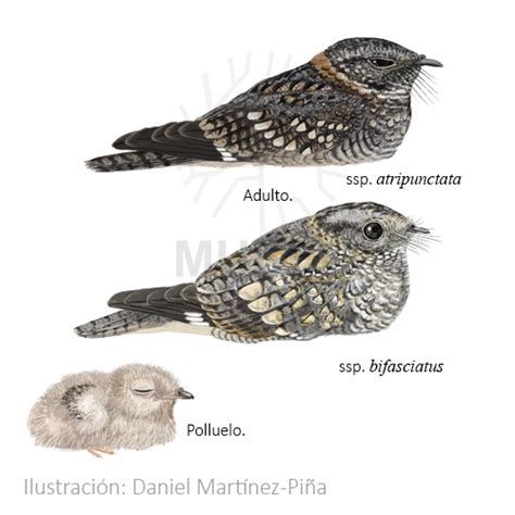 Gallina Ciega Museo Ediciones Biblioteca Gráfica De La Fauna Chilena