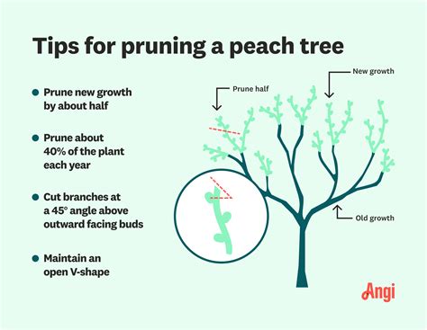 Peach Pruning Tips