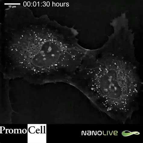 Shazmah Shaikh On Linkedin Visualising Cell To Cell Interactions🔬🌟