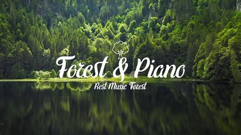 『3시간』 피톤치드 가득한 숲 속 치유음악 🌲힐링 명상 수면 요가 음악 Youtube