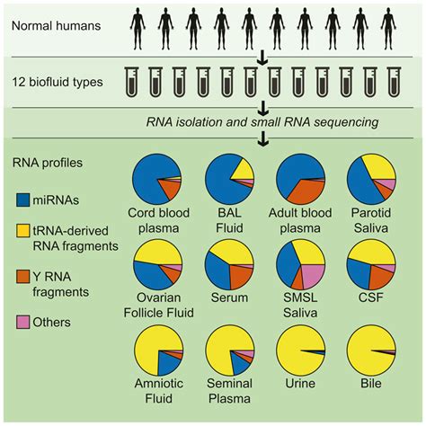 Rna Seq Reveals Large Differences In Small Rna Composition Between