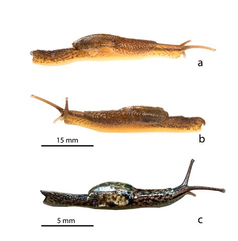 Siput Cangkang Kecil Unik Ini Jadi Spesies Baru Asal Pulau Kalimantan