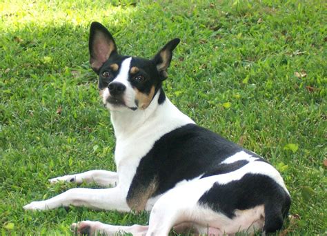 Rat Terrier Info Temperament Care Puppies Pictures