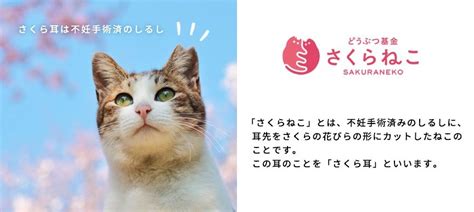 2時間に1頭の命が奪われる殺処分ゼロのために進める「さくらねこtnr」とは？│gooddoマガジン｜寄付・社会課題・sdgsに特化した情報メディア