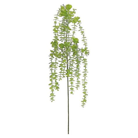 48 Weeping Eucalyptus Spray Green Sell House Plants Beautiful