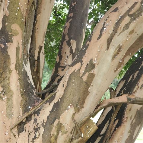 Crepe Myrtles Bark Is Peeling And Has Lots Of White Dots Rlandscaping