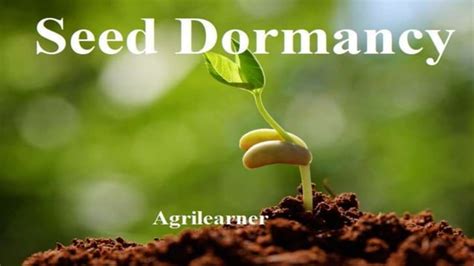 Seed Dormancypptx