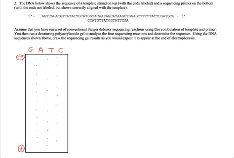 SOLVED: The DNA below shows the sequence of a template strand on top (with the ends labeled) and ...
