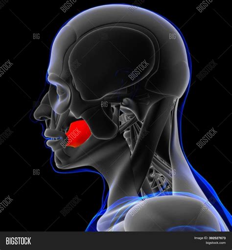 Buccinator Muscle